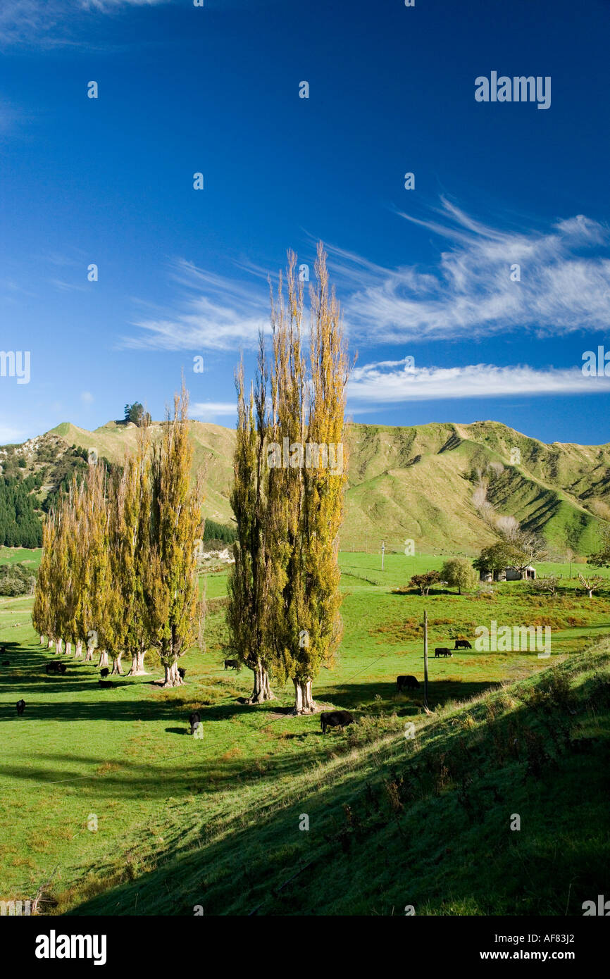 Autumn Colour and Farmland Wanganui Raetihi Road North Island New ...