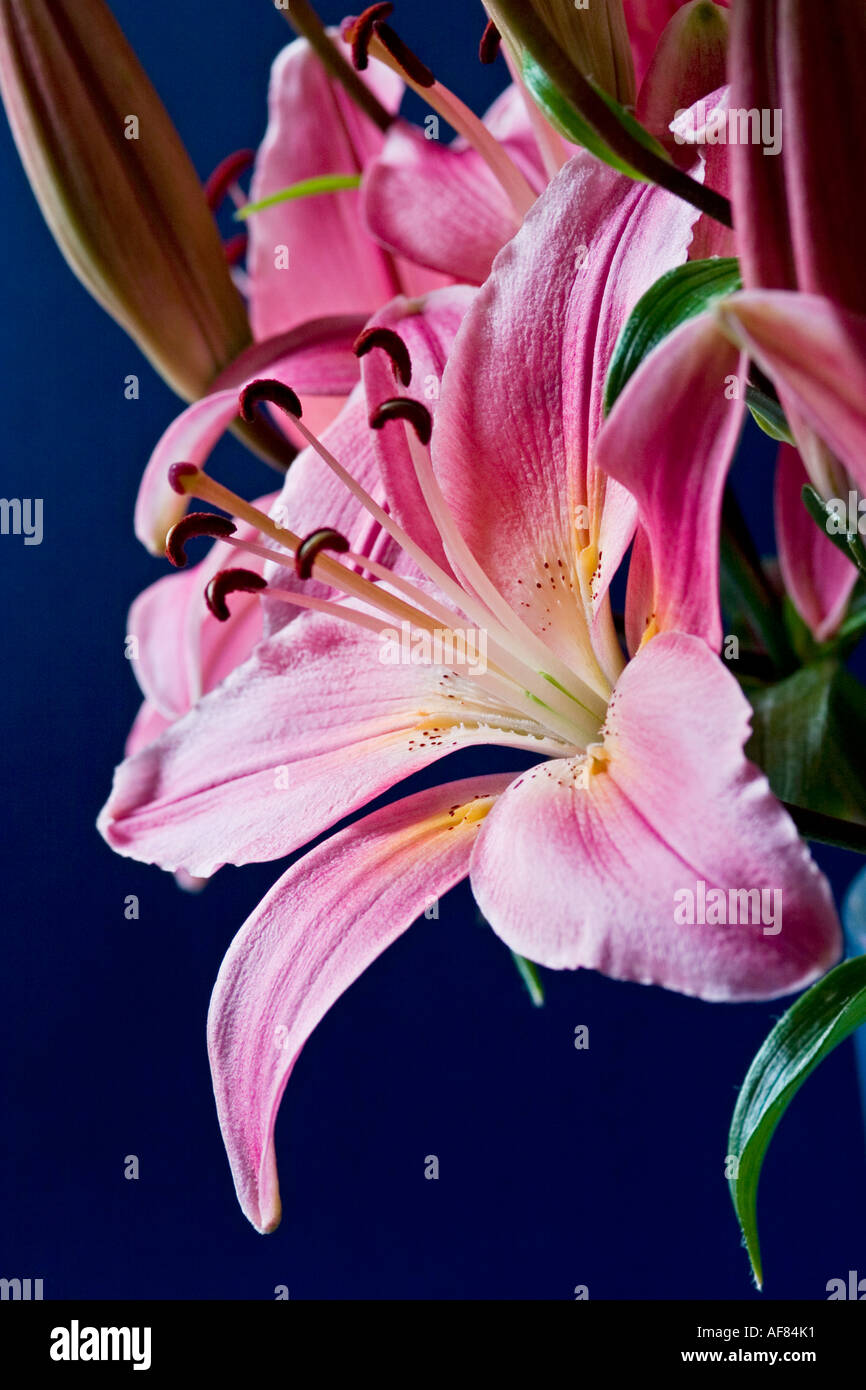 Yellowdecoration hi-res stock photography and images - Alamy