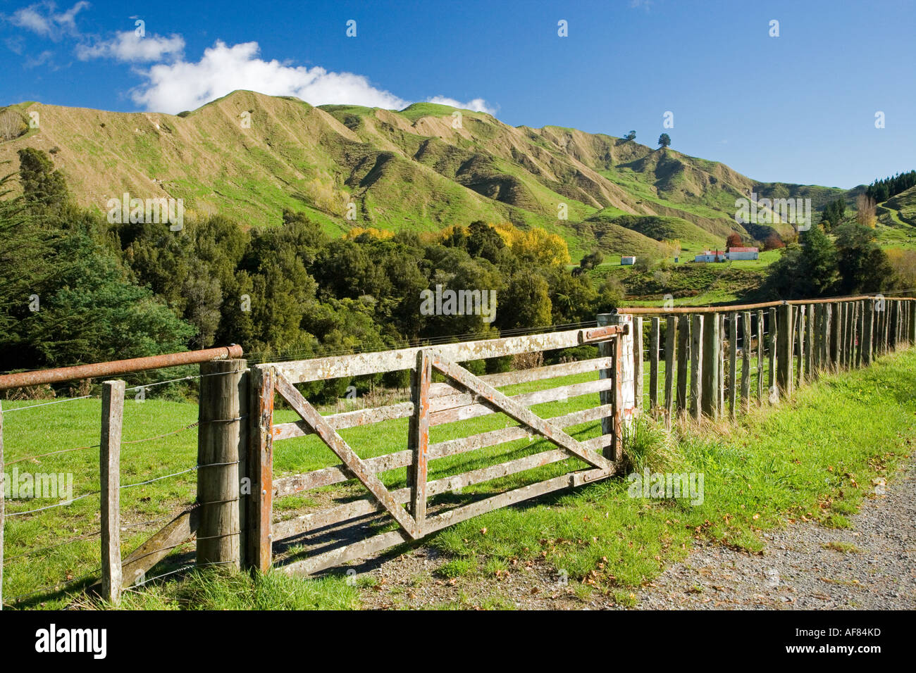 Farmland by Wanganui Raetihi Road North Island New Zealand Stock Photo ...