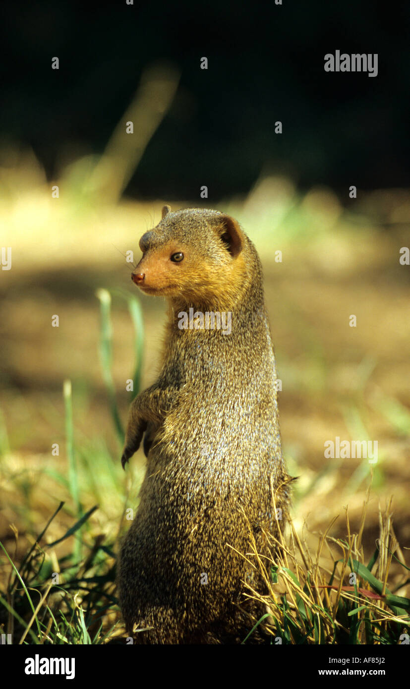Dwarf Mongoose standing on its hind legs to keep a lookout outside its ...