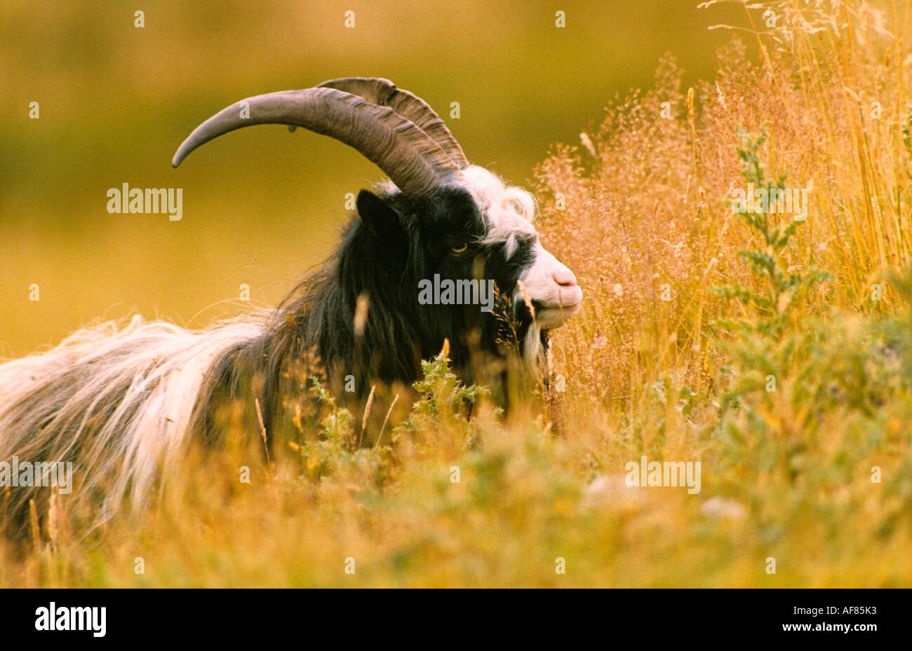 Long coat goat hi-res stock photography and images - Alamy
