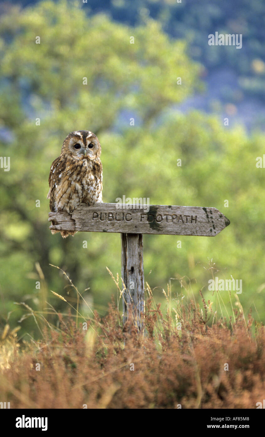 Tawny Owl Strix aluco perched on a public footpath sign in a forest in ...