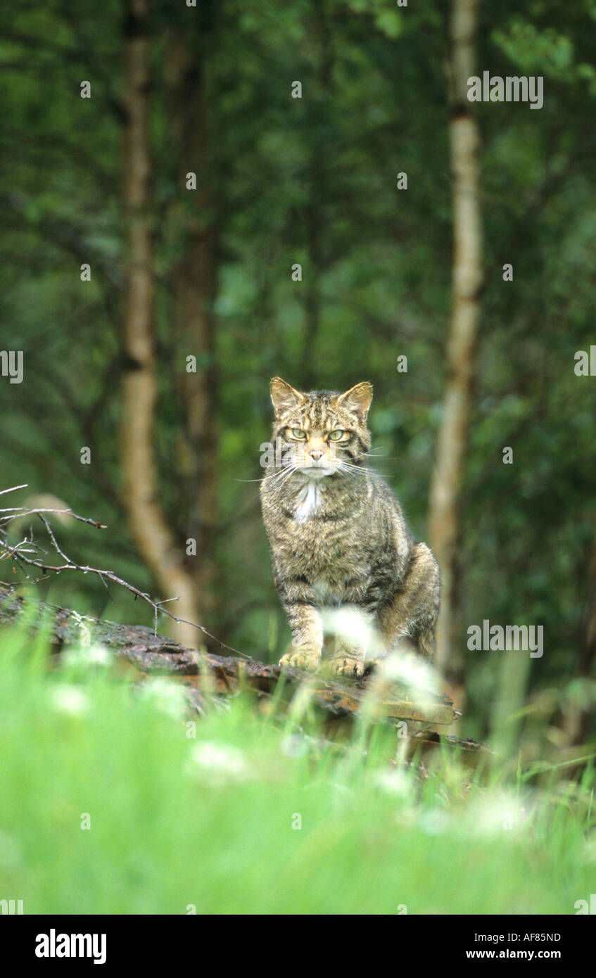 Scottish Wildcat Felis silvestris hunting for prey on the edge of the ...
