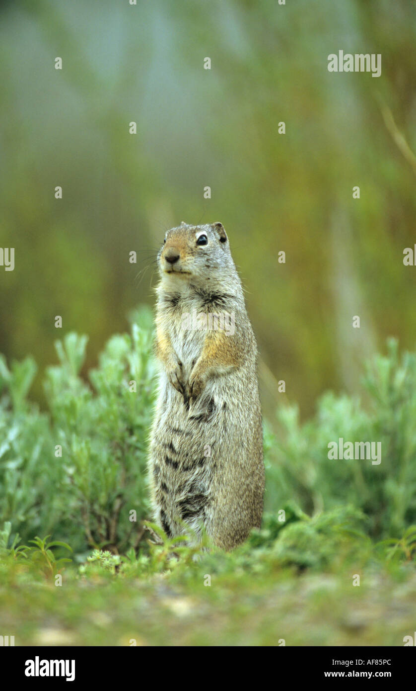 Uinta Ground Squirrel standing on its hind legs to keep a look out near ...