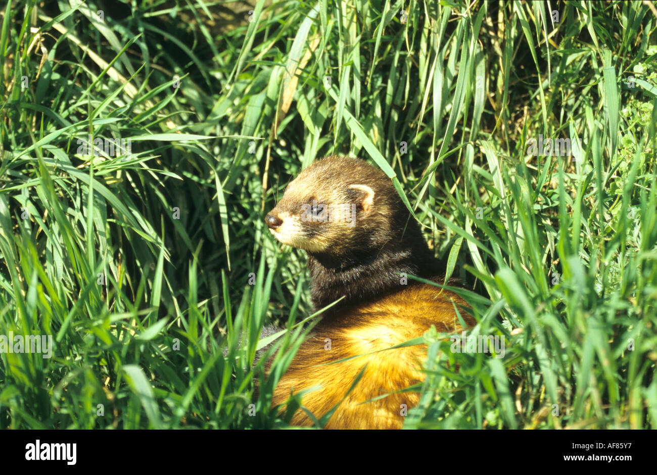 Polecat in uk hi-res stock photography and images - Alamy