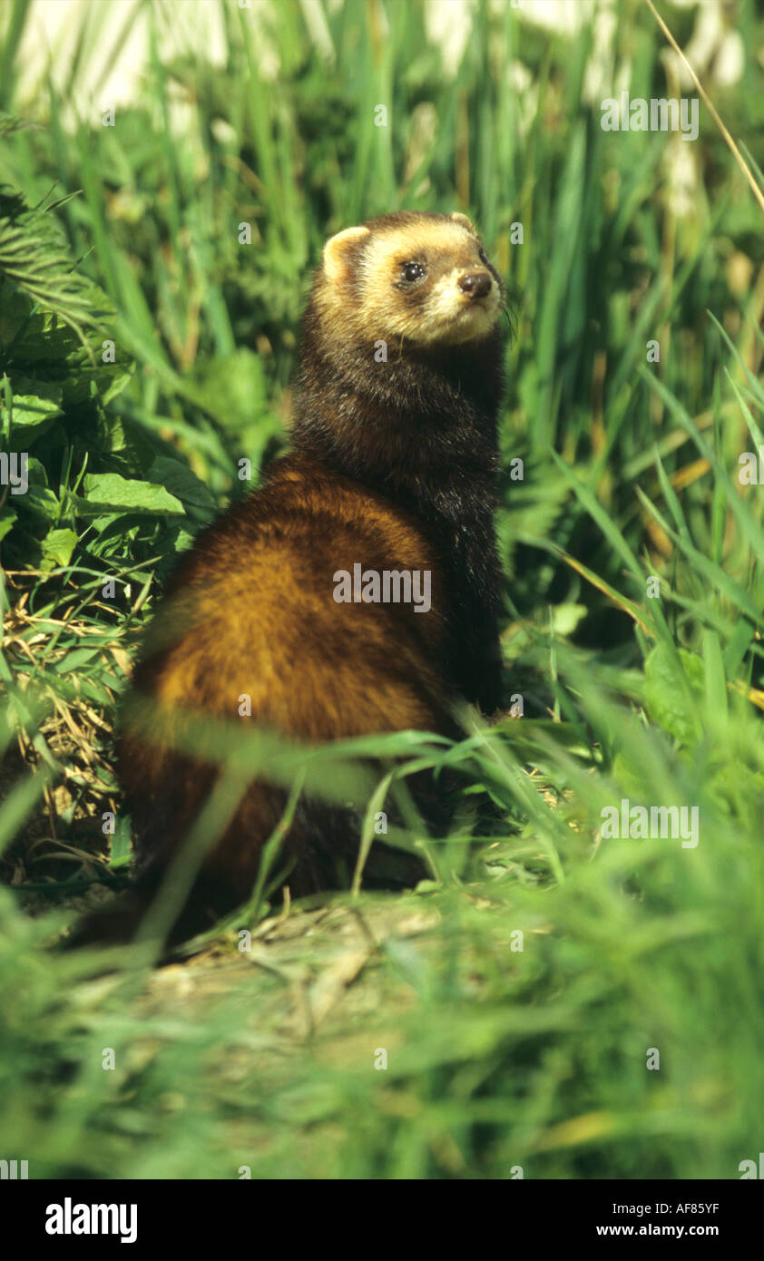 Polecat In Grass High Resolution Stock Photography and Images - Alamy