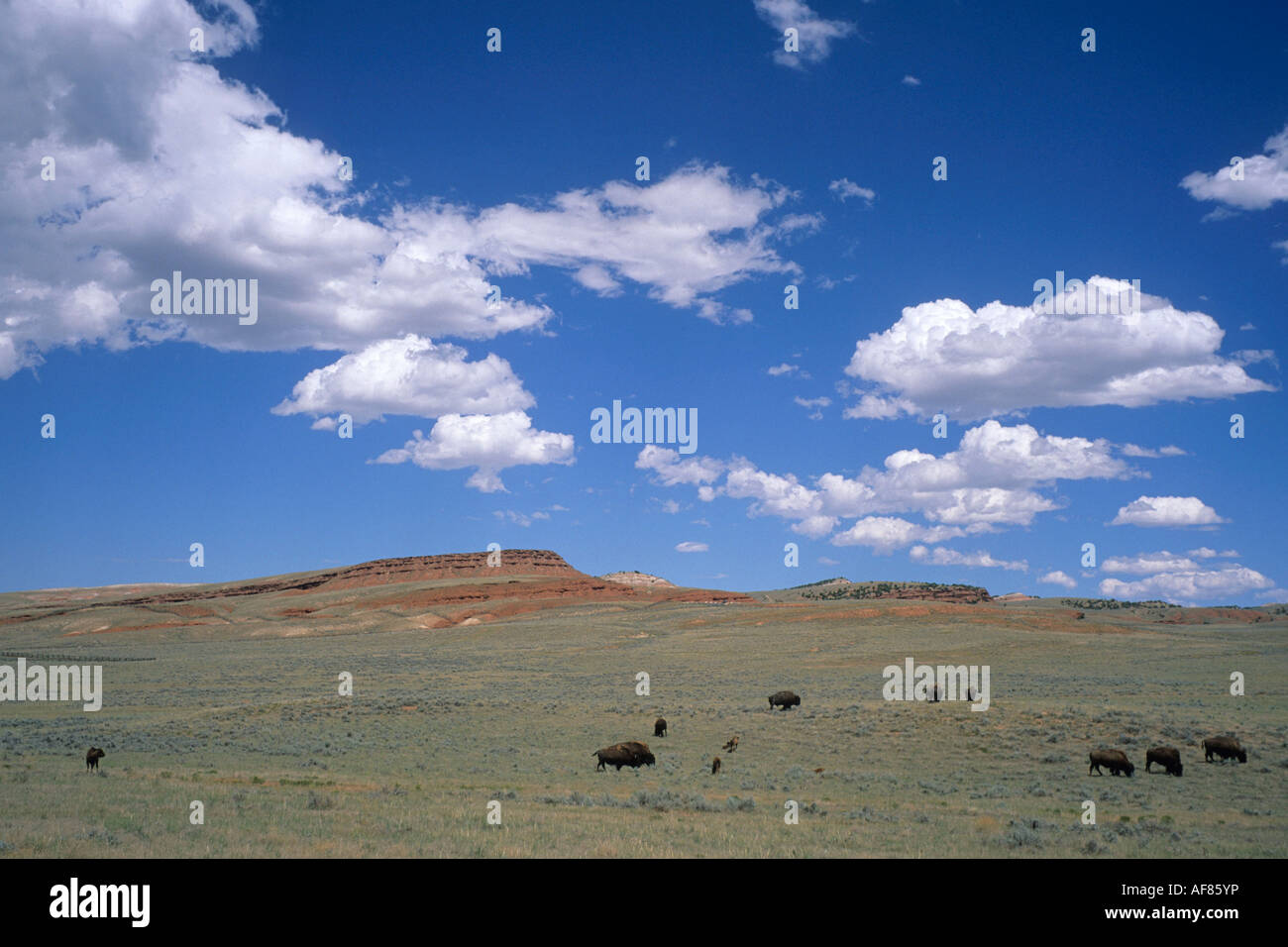 Buffalo Pasture, Hot Springs State Park, Thermopolis, Wyoming, USA ...