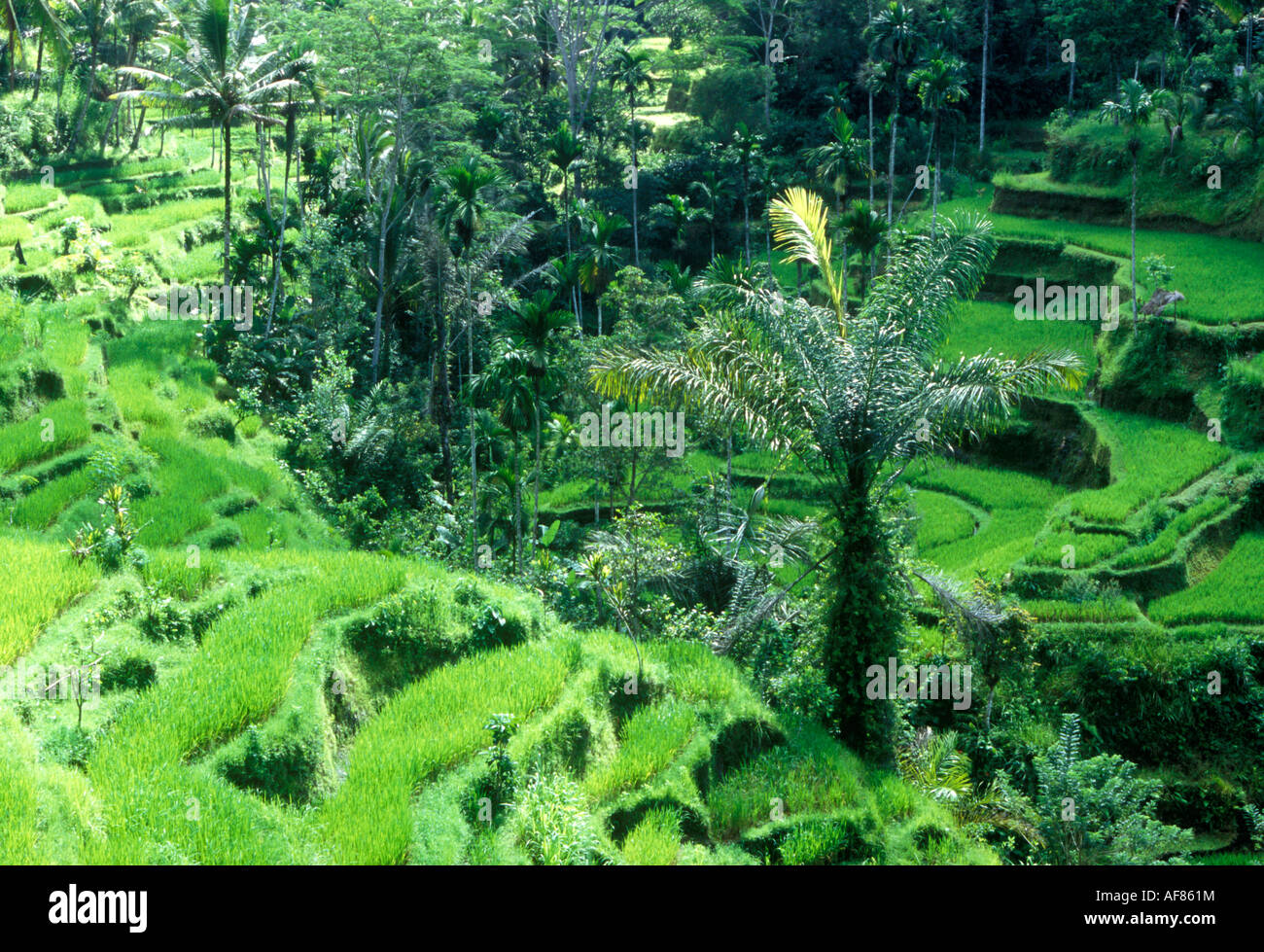 rice terrace, bali, indonesia Stock Photo - Alamy
