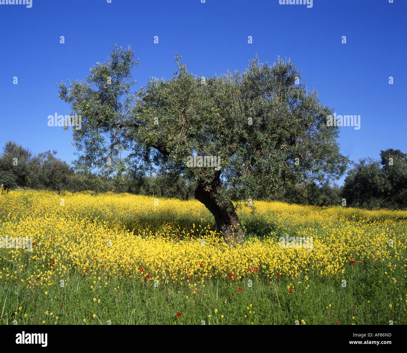 Olive trees yellow wild flowers hi-res stock photography and images - Alamy