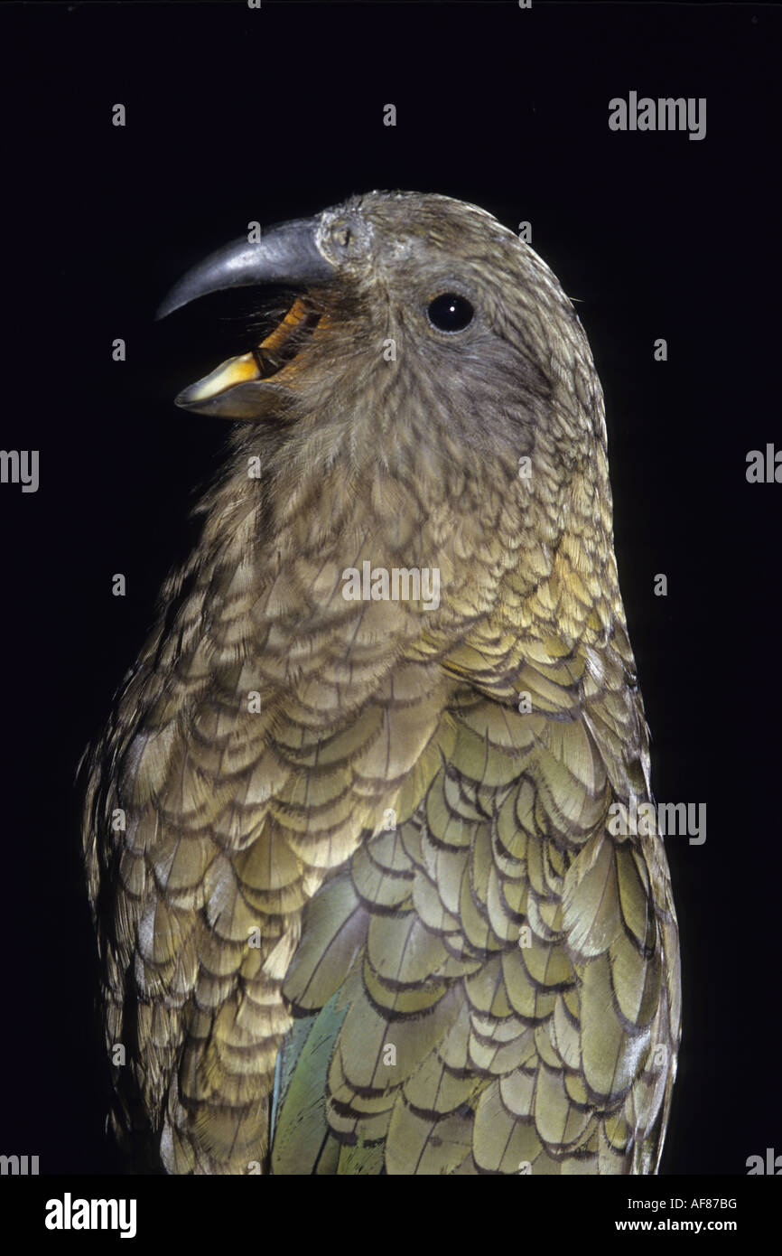 Cheeky Kea at Fox Glacier, Westland National Park, Fox Glacier, South ...