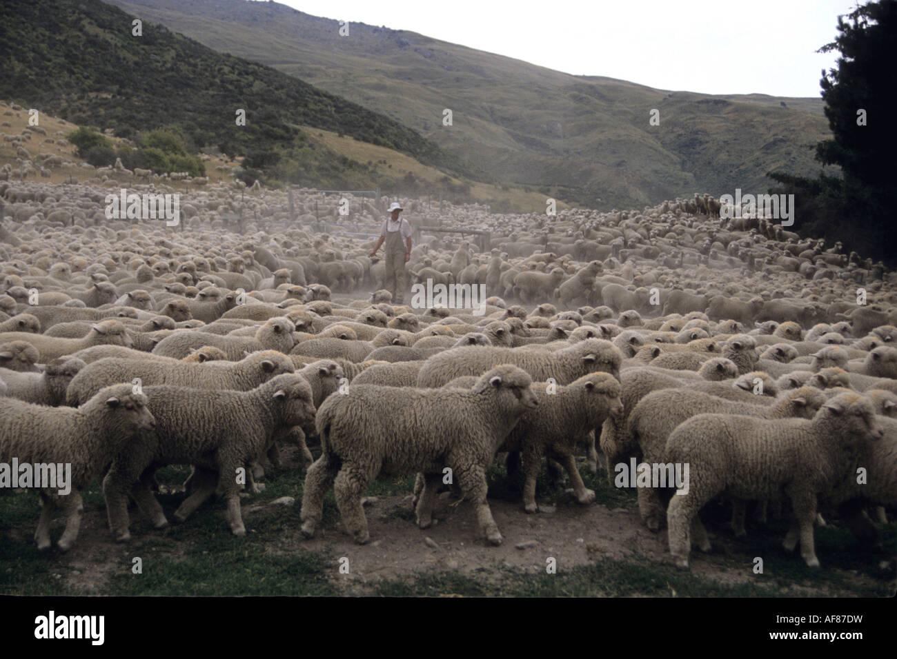 Sheep Mustering, Loch Linnhe Station, near Queenstown, South Island ...