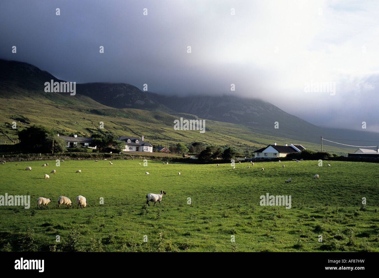 Sheep & Cottages, Murrisk, County Mayo, Ireland Stock Photo - Alamy