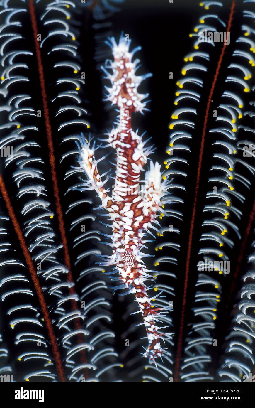 A male Ornate Harlequin Ghost Pipefish (Solenostomos paradoxus.) hiding ...