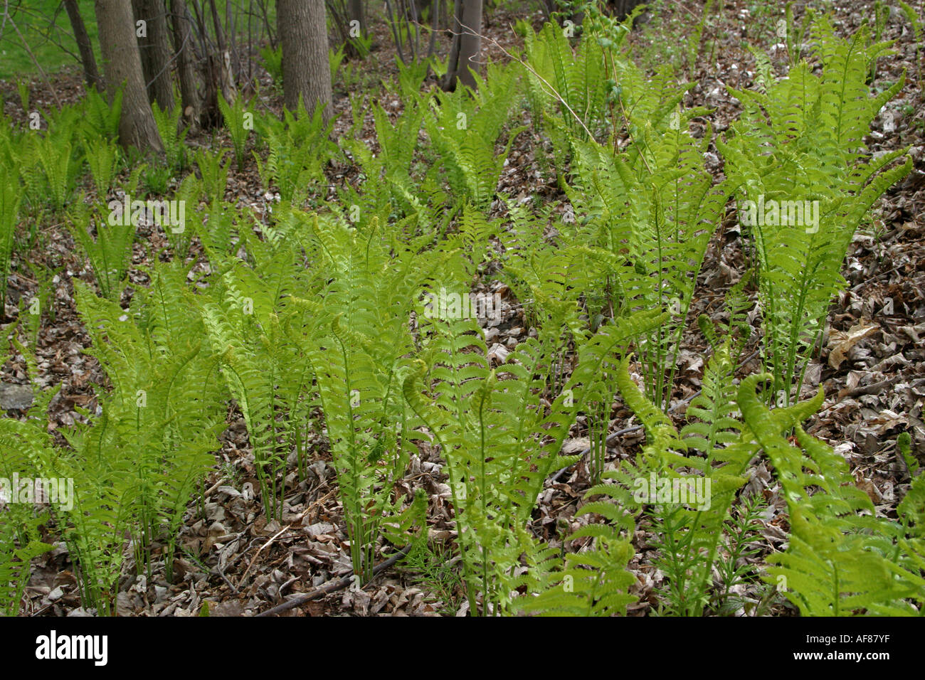 Fresh fern in the spring forest 1 Stock Photo - Alamy