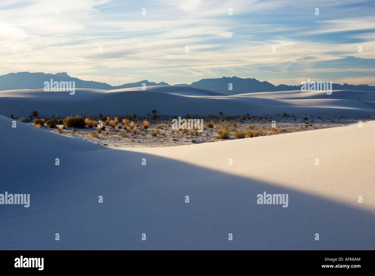 Gypsum chihuahua hi-res stock photography and images - Alamy