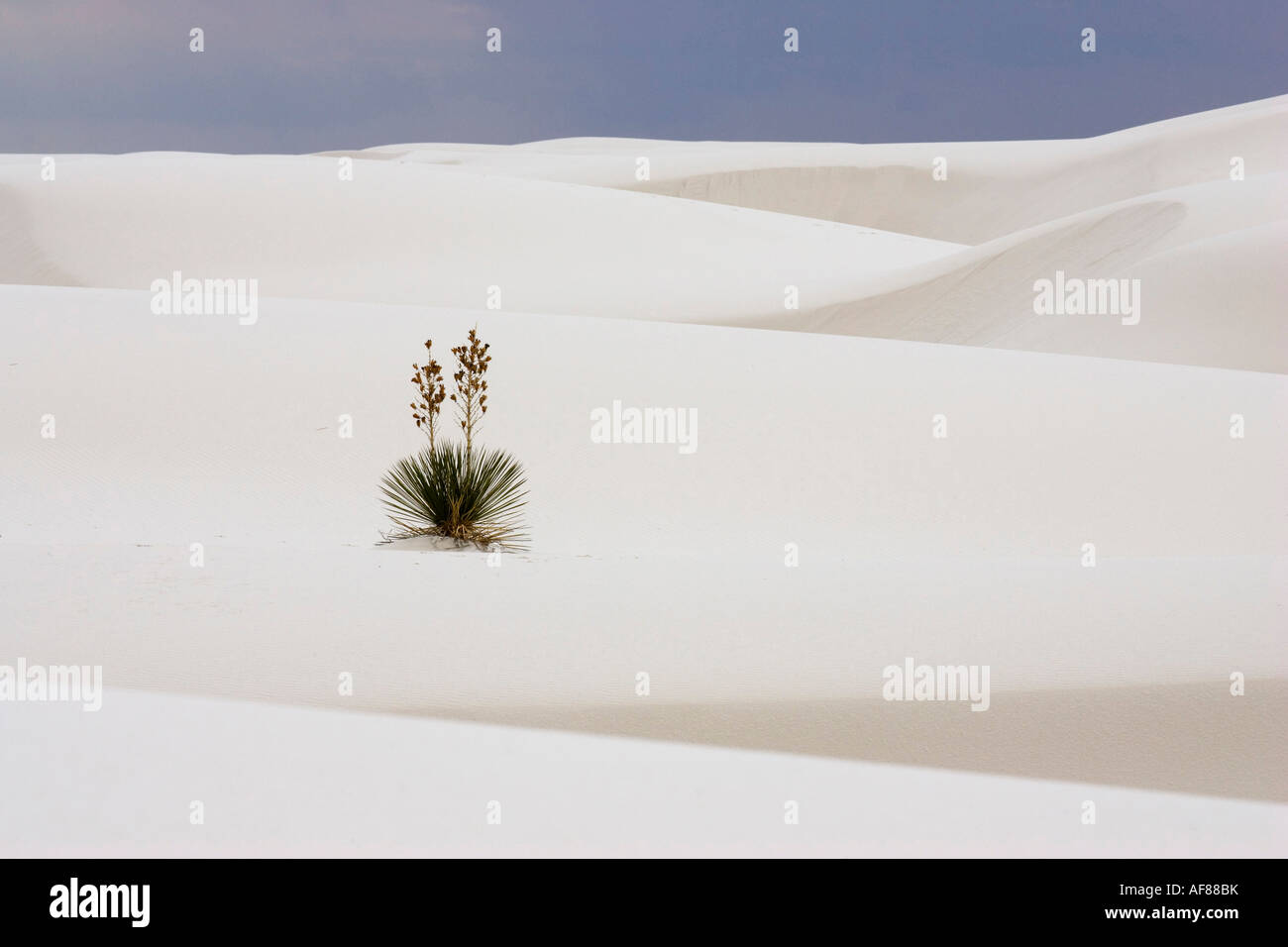 Soaptree, Yucca in dunes, Yucca elata, gypsum dune field, White Sands ...