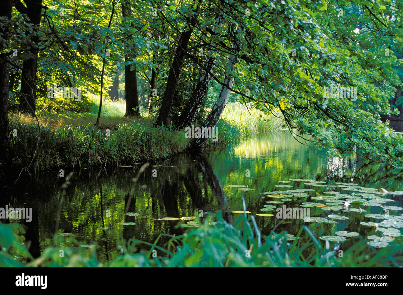 alluvial forest, creek, Bioshere reserve Spreewald, Brandenburg ...