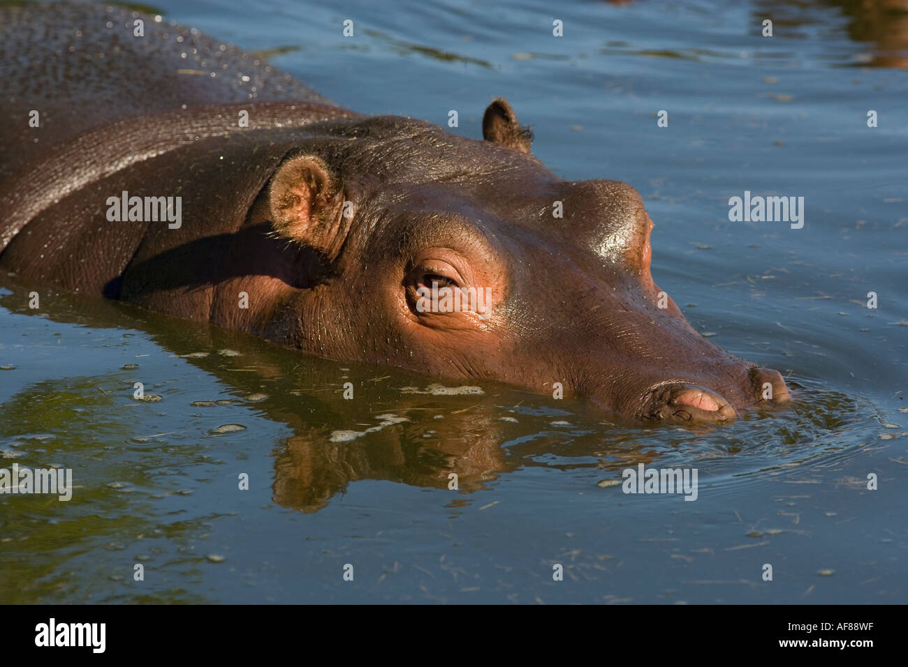 Semi amphibious hi-res stock photography and images - Alamy