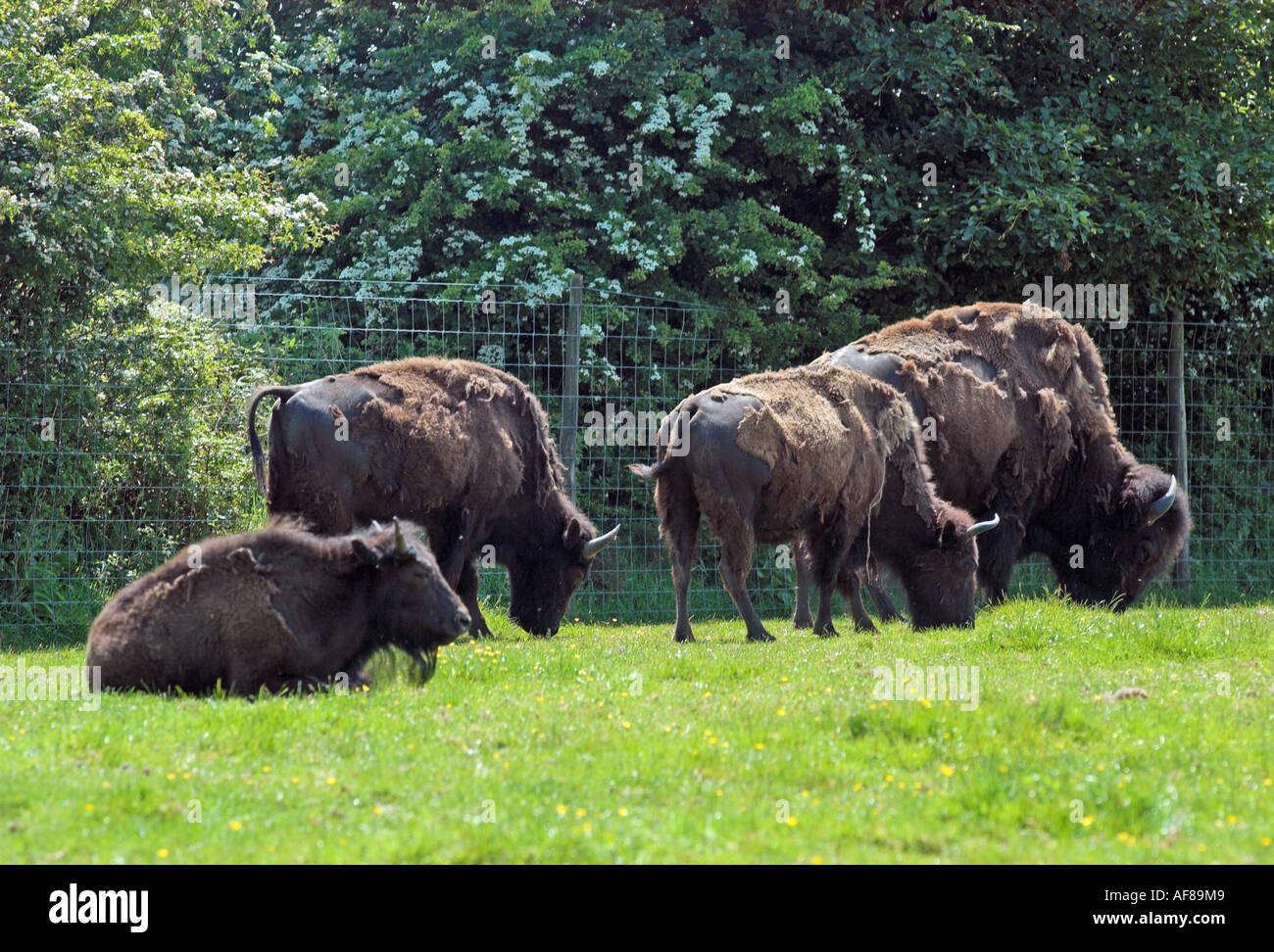 Group of North American Bison Stock Photo - Alamy