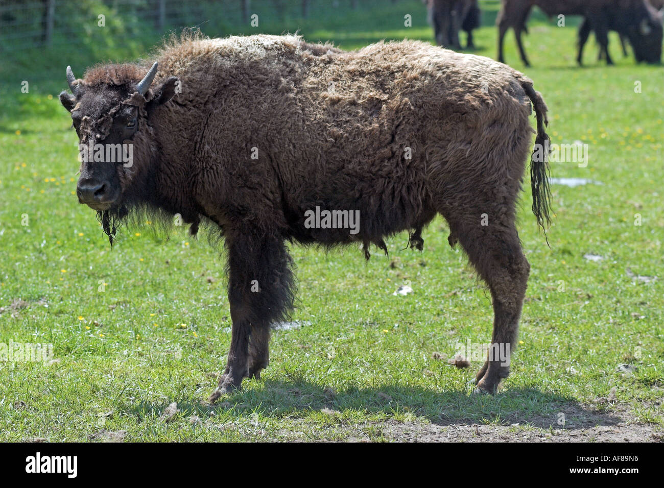 North American Bison Stock Photo - Alamy