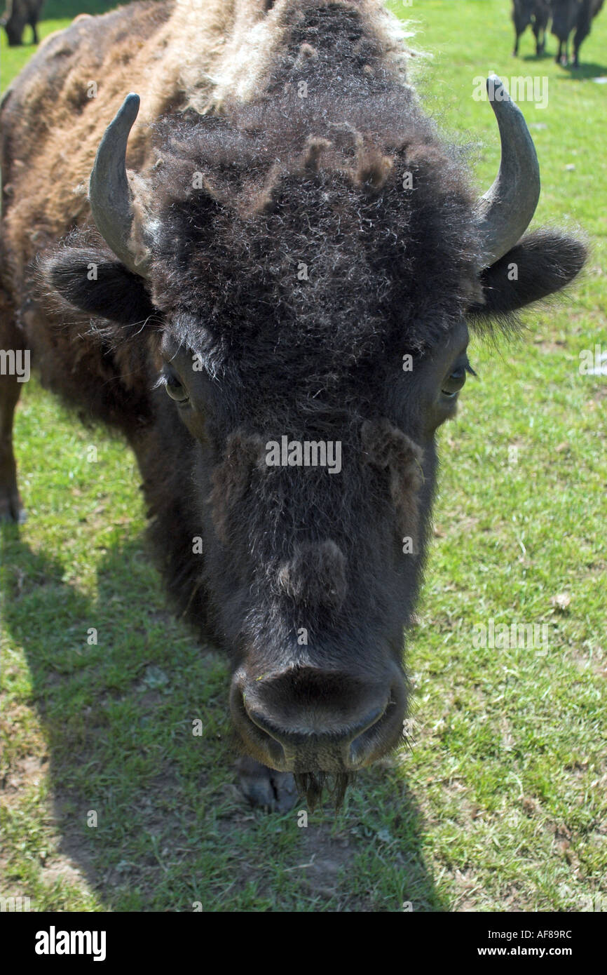North American Bison Stock Photo - Alamy