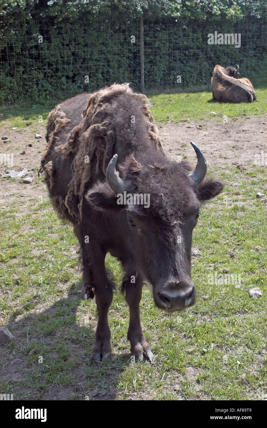 North American Bison Stock Photo - Alamy
