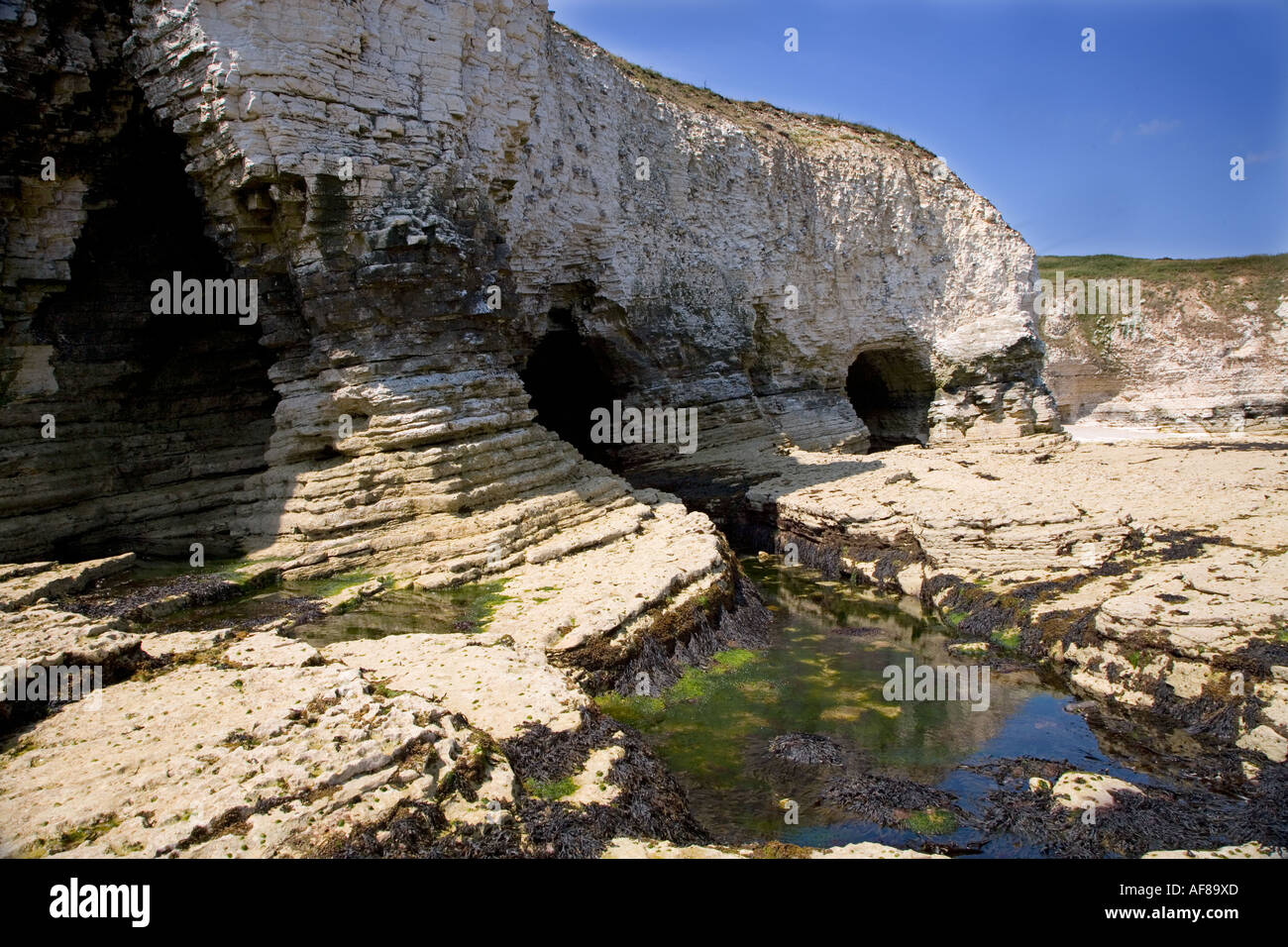 Limestone Cliffs Flamborough Yorkshire UK July Stock Photo - Alamy