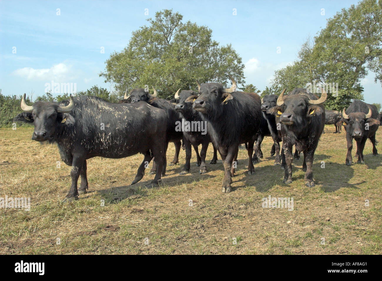 Buffalo breed hi-res stock photography and images - Alamy