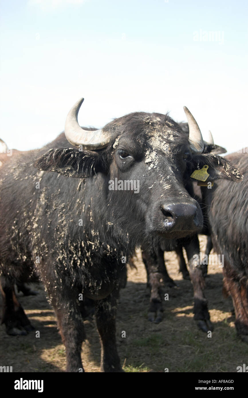 Buffalo breed hi-res stock photography and images - Alamy