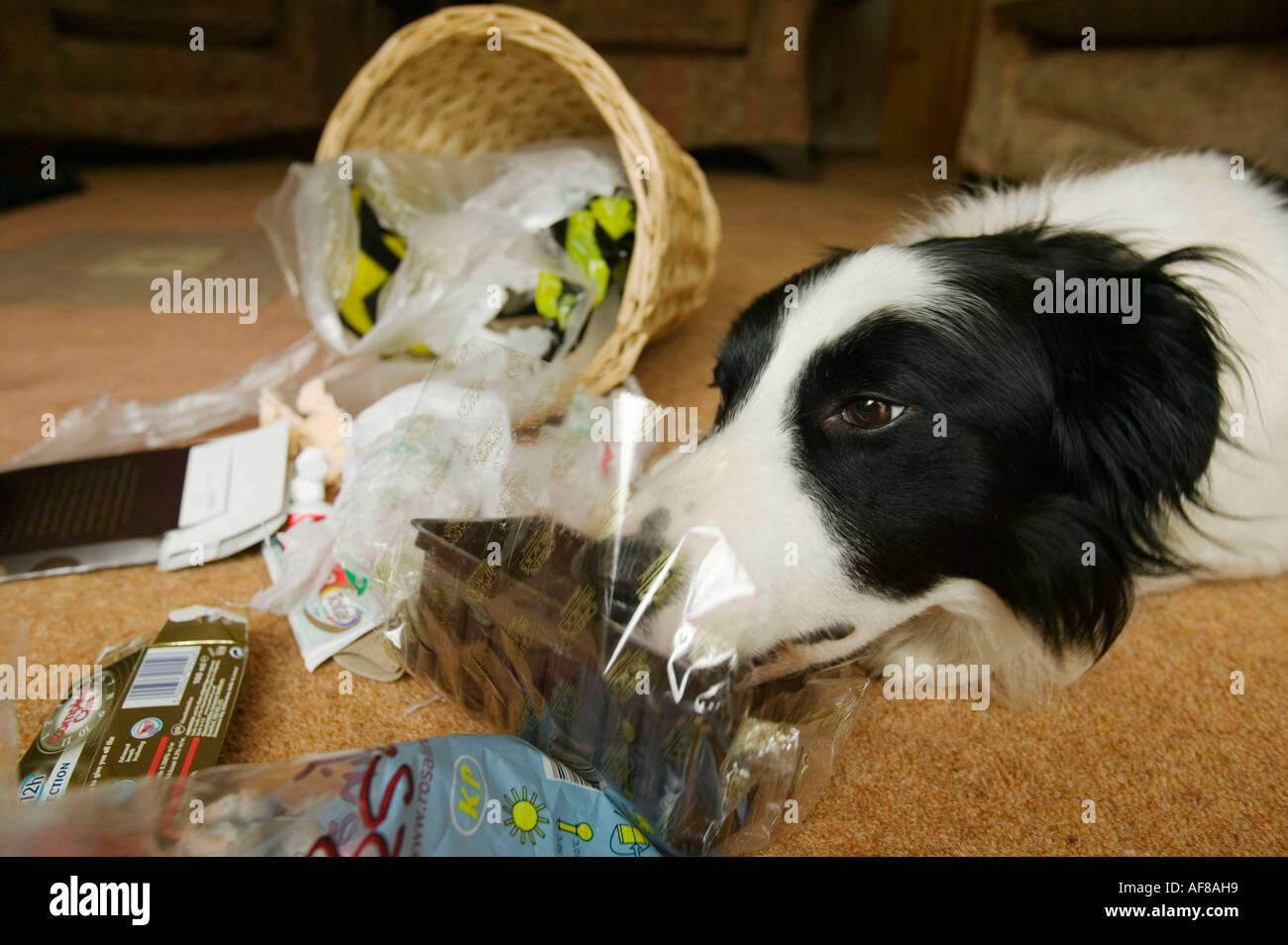 a badly behaved border collie emptying a household litter bin Stock ...