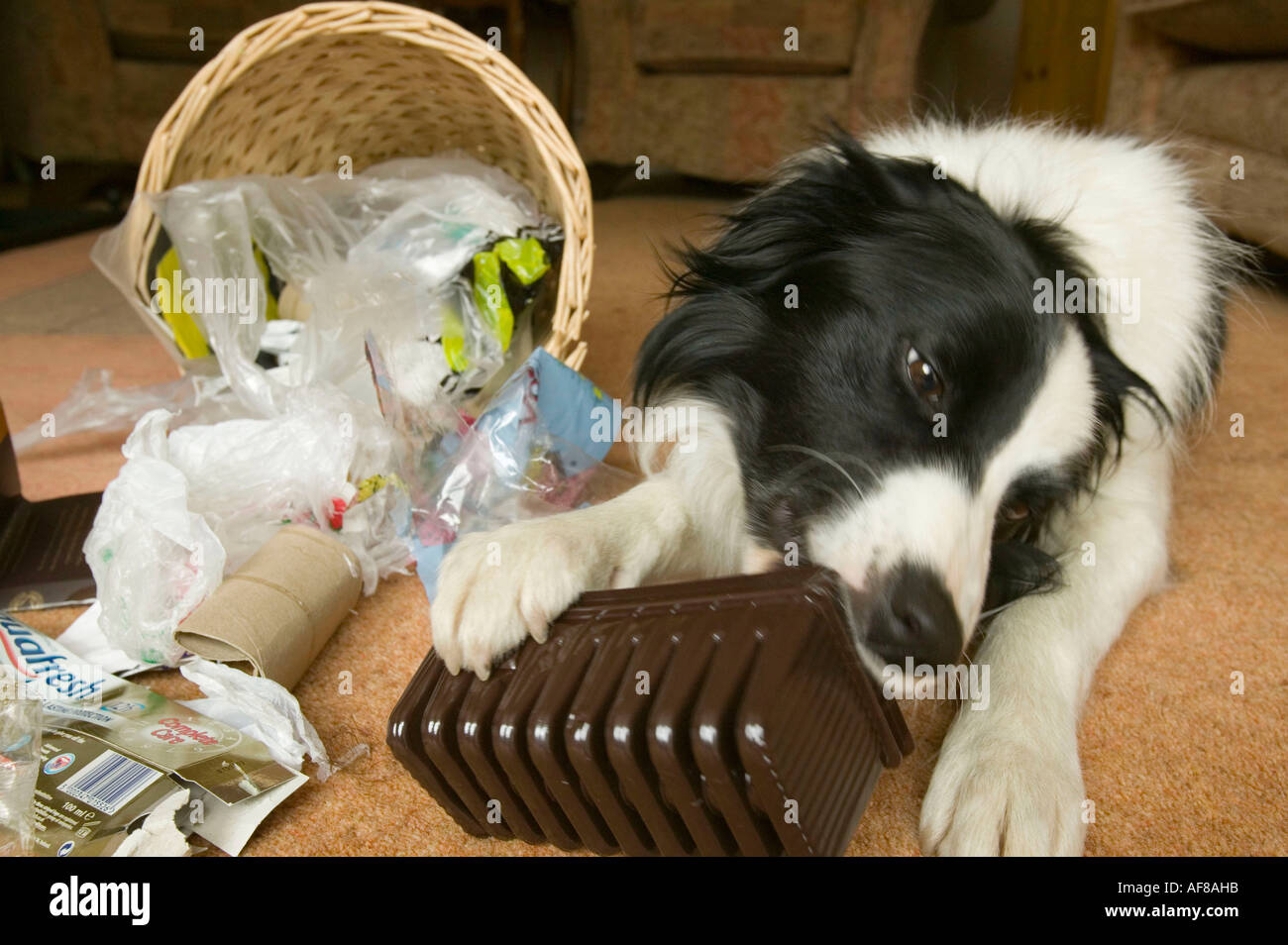 a badly behaved border collie emptying a household litter bin Stock ...