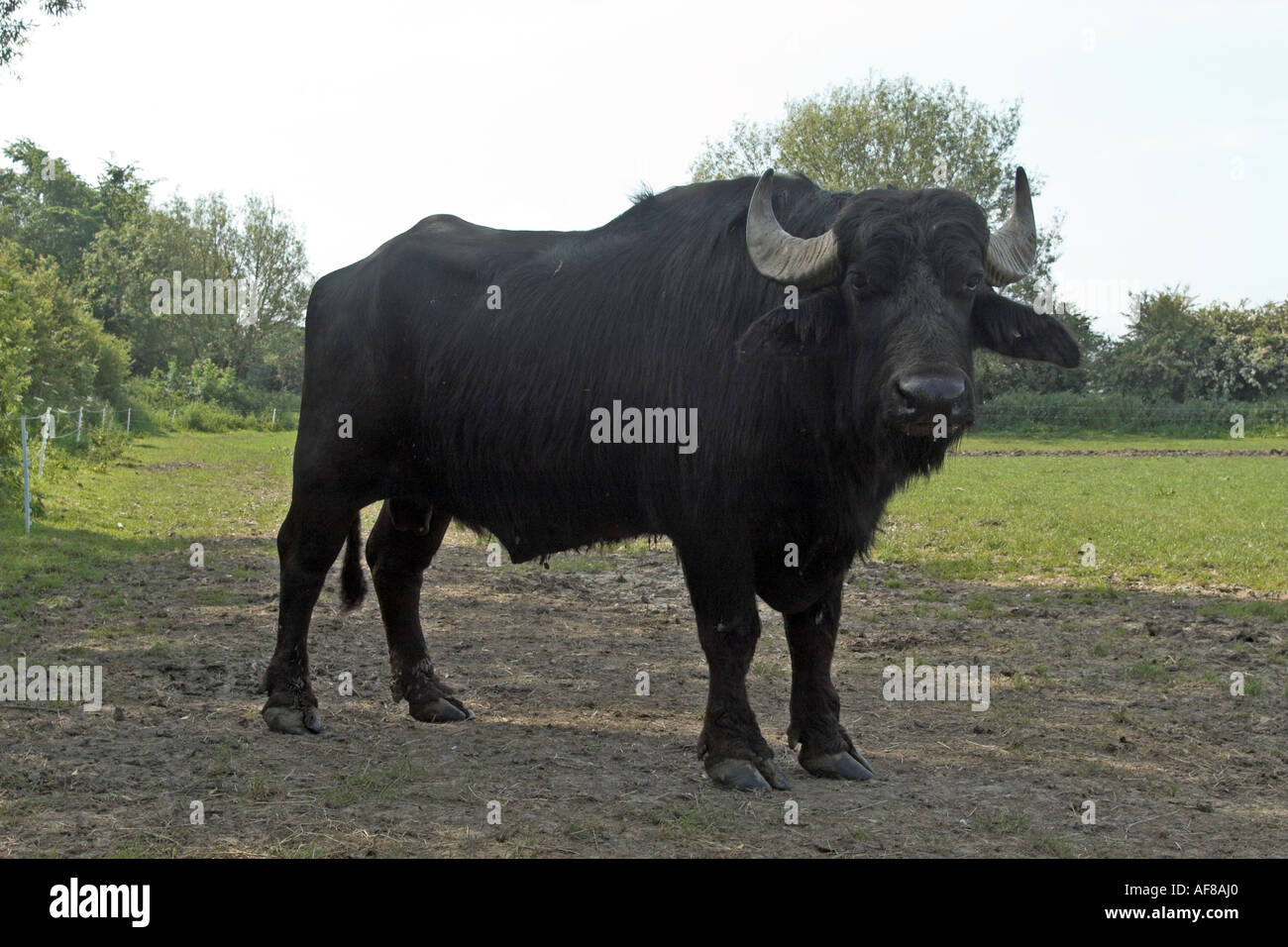Water Buffalo Bull, Farmed in Somerset, UK Stock Photo - Alamy