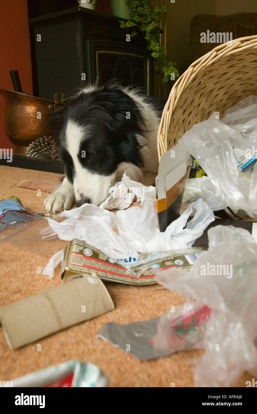 a badly behaved border collie emptying a household litter bin Stock ...