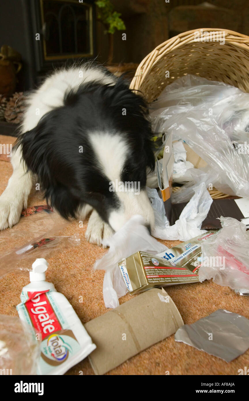 a badly behaved border collie emptying a household litter bin Stock ...