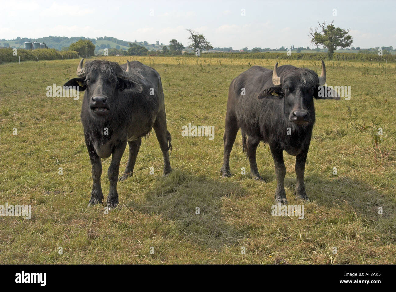 Buffalo breed hi-res stock photography and images - Alamy