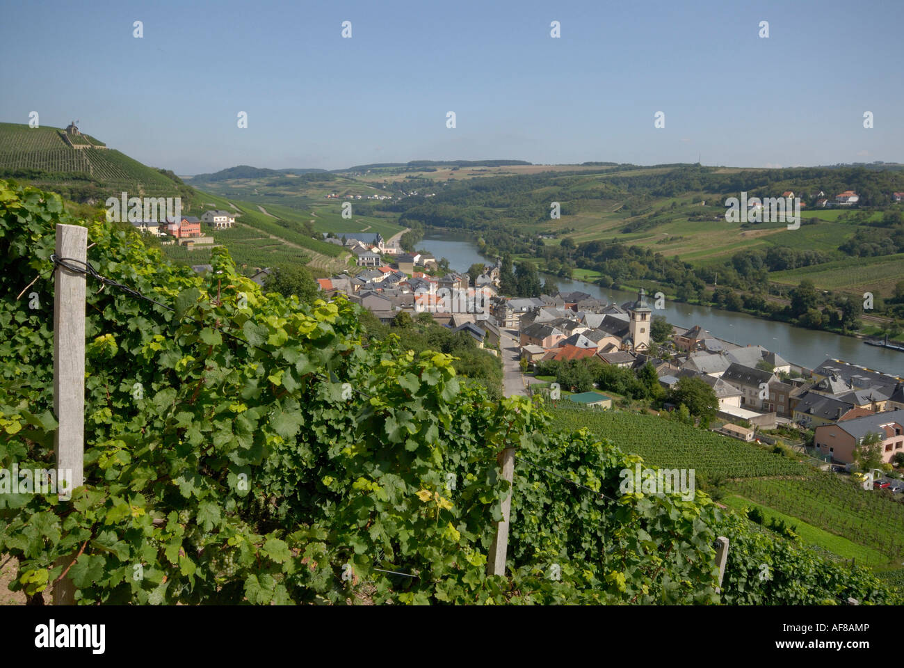 Vineyards at the river Moselle, Wormeldange, Luxembourg, Europe Stock ...