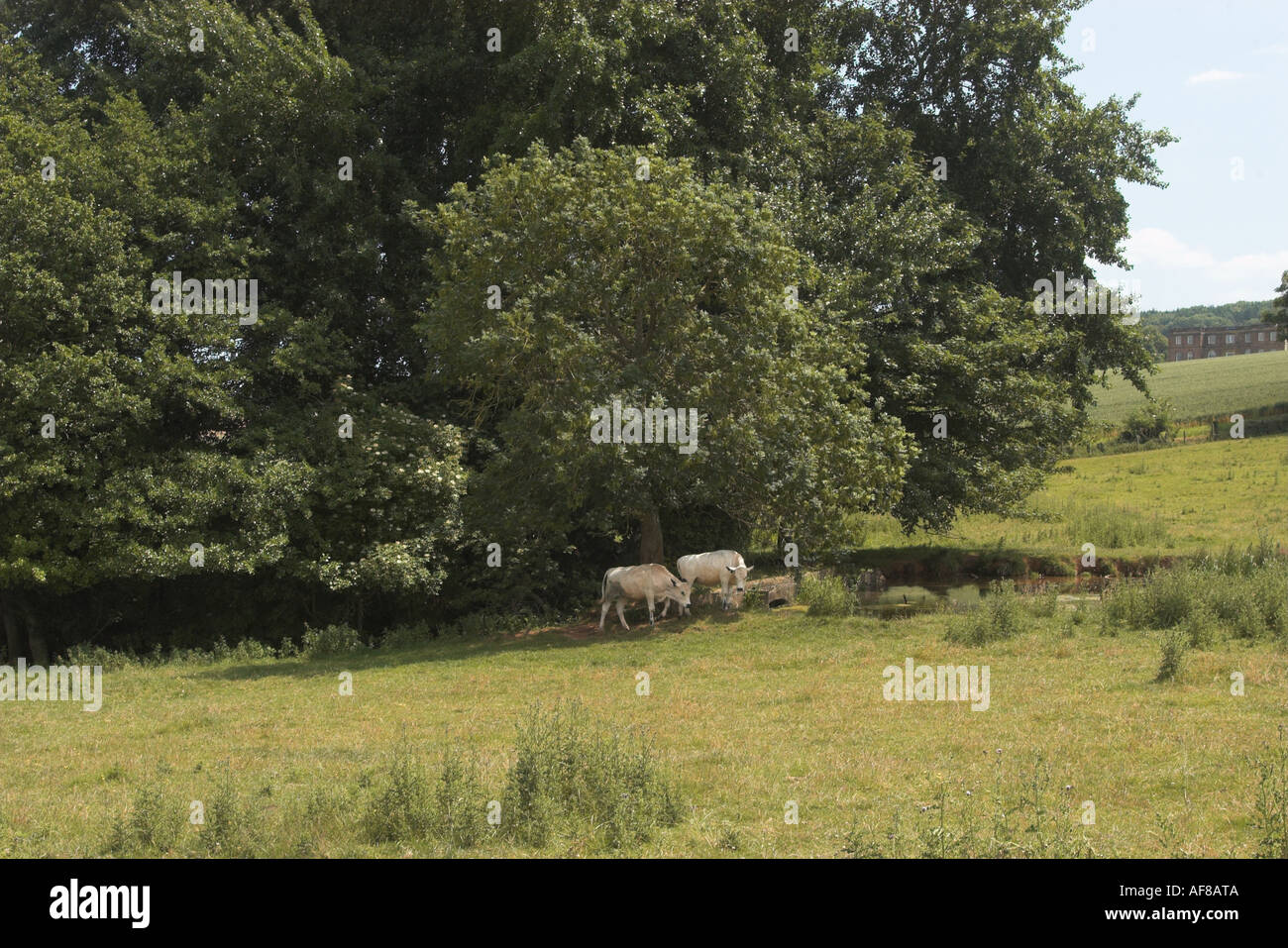 White Cattle in Shade Under Trees, Quantock Hills, Somerset, UK Stock ...