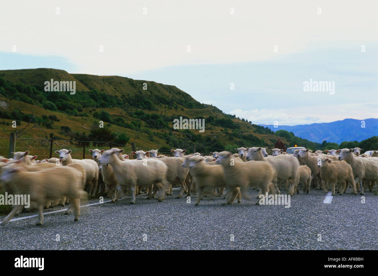 A flock of sheep, Crown Range Saddle, mountain pass, Cardrona, South ...