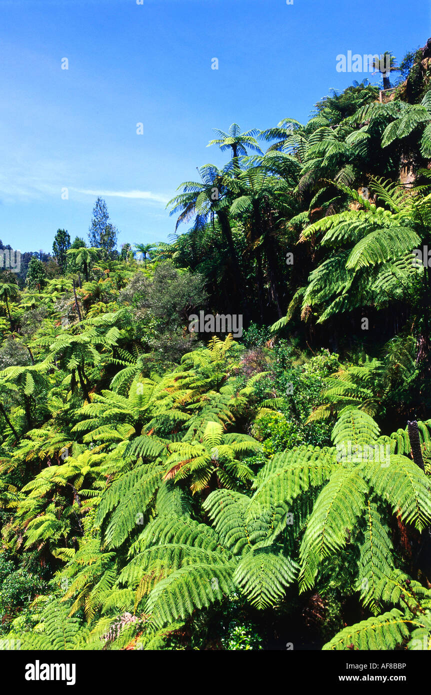 Ferns and tree ferns near Bridge to Nowhere, Whanganui River, North ...