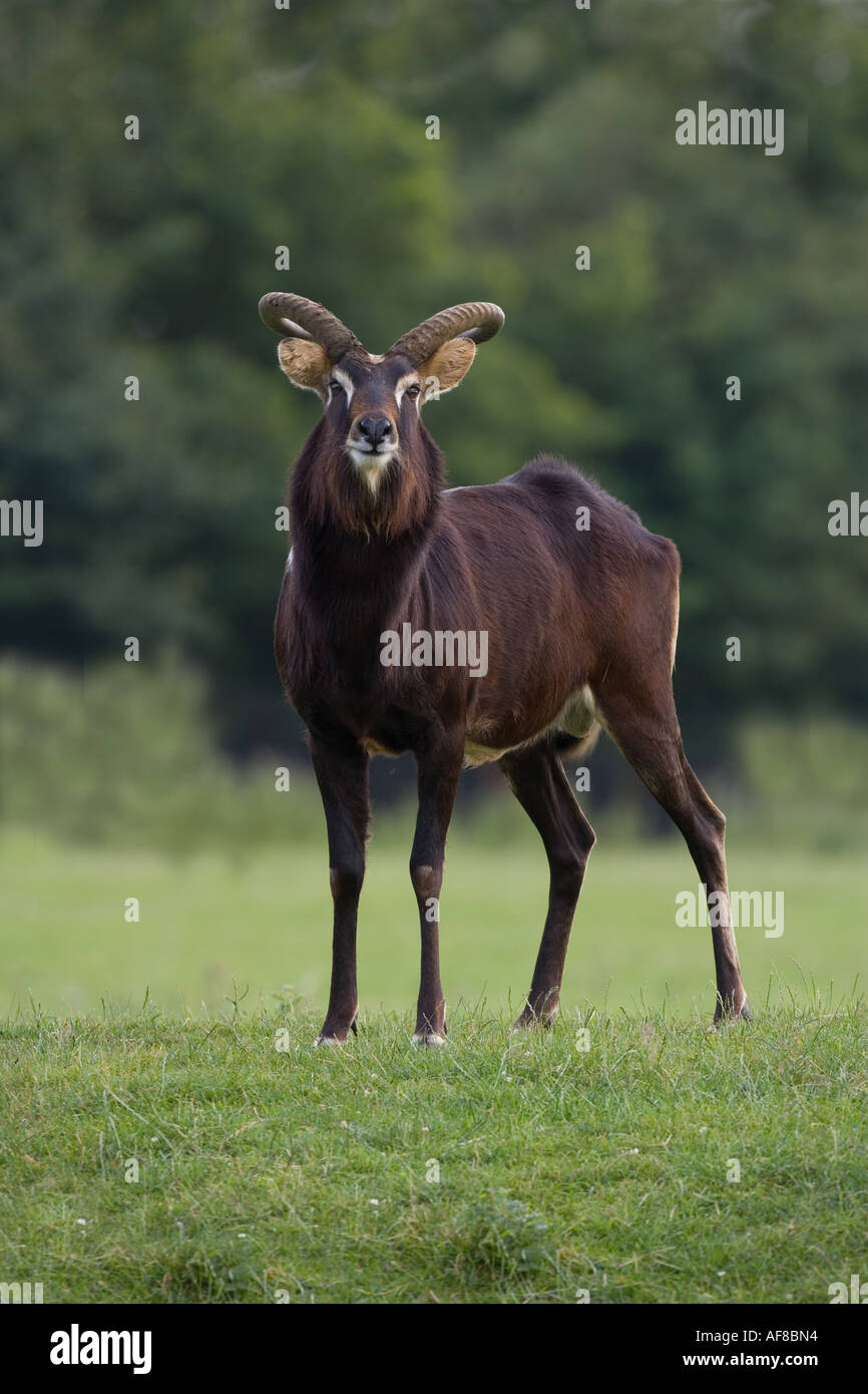 Nile Lechwe Kobus megaceros Stock Photo - Alamy
