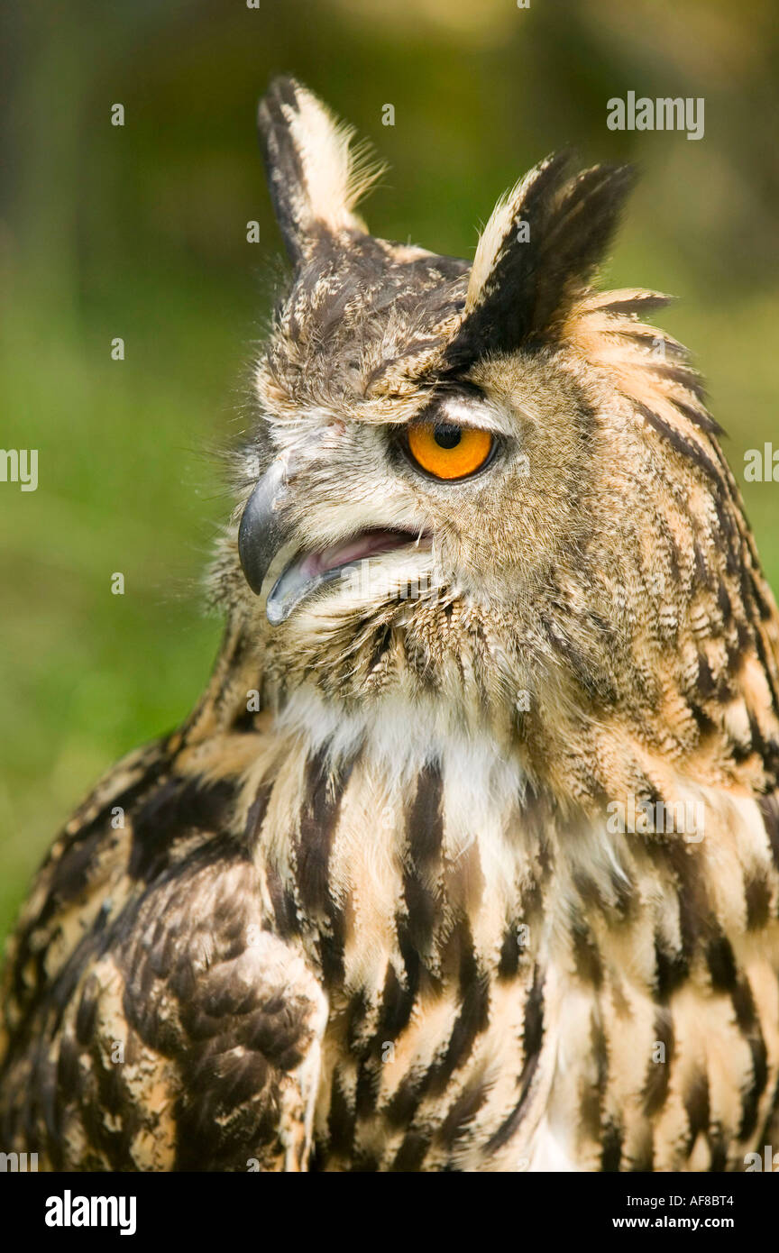 A european eagle owl hi-res stock photography and images - Alamy
