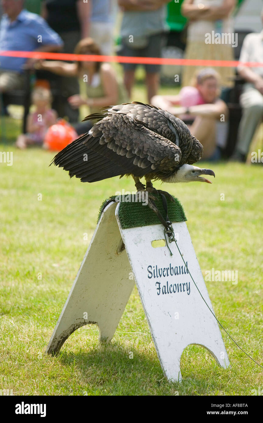 a falconry display using a vulture Stock Photo - Alamy