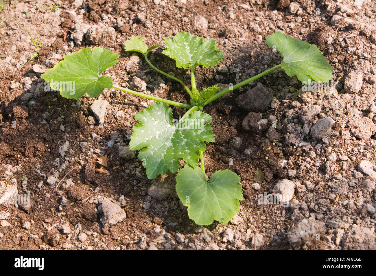 courgette plant growing on an allotment Stock Photo - Alamy