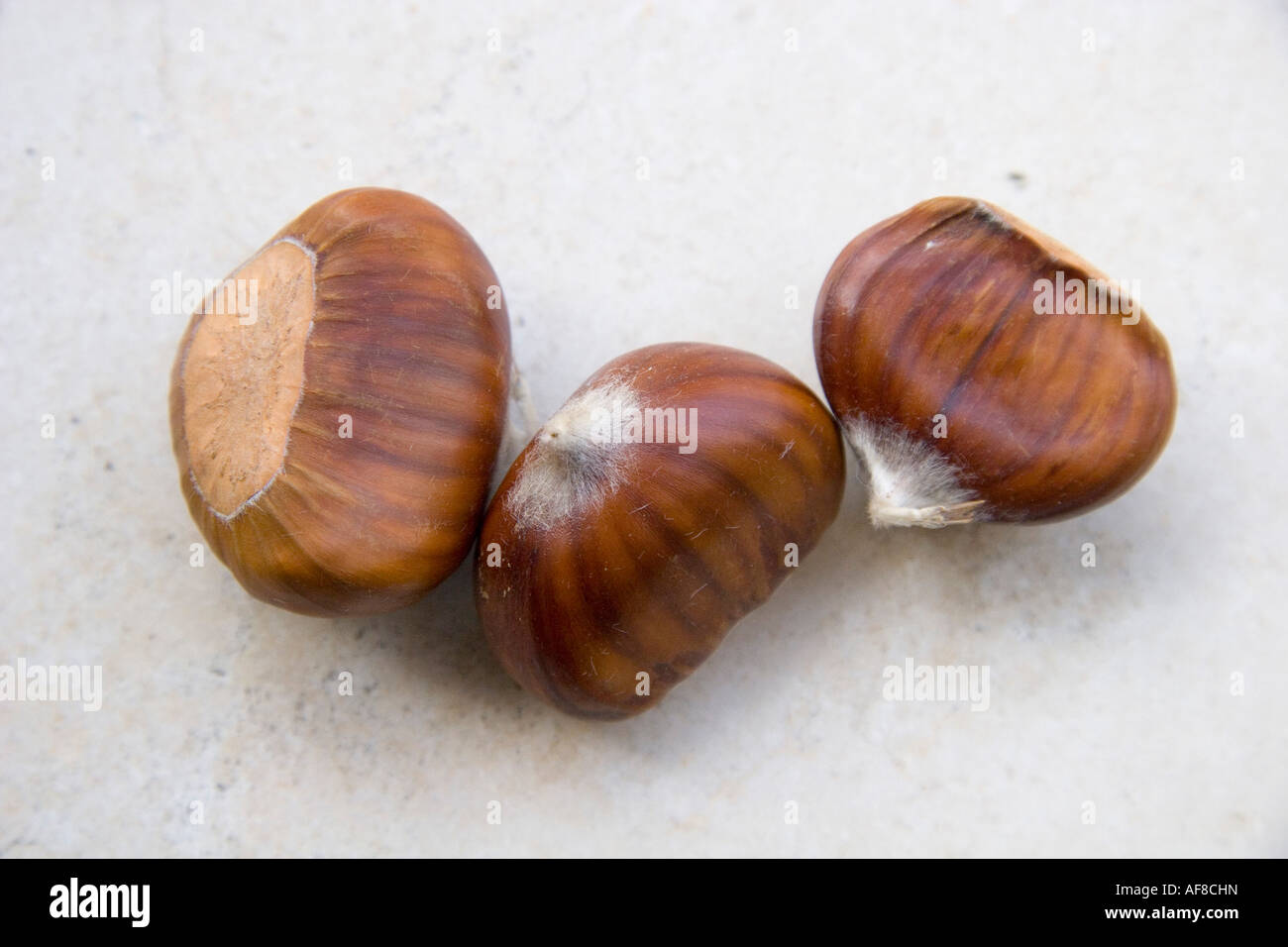 chestnut on white background Stock Photo - Alamy