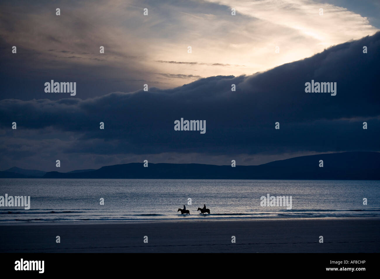 Two horses on Rossbeigh Beach in the evening light, Ring of Kerry ...
