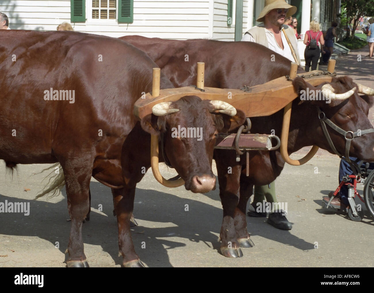 Draught oxen hi-res stock photography and images - Alamy
