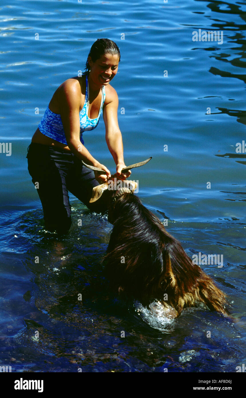 Goat bathing hi-res stock photography and images - Alamy