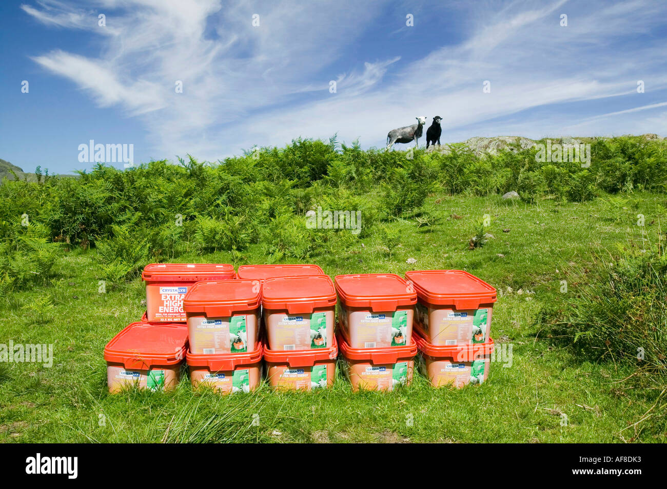 sheep and sheep feed on the fell above Grasmere, Lake District, UK ...