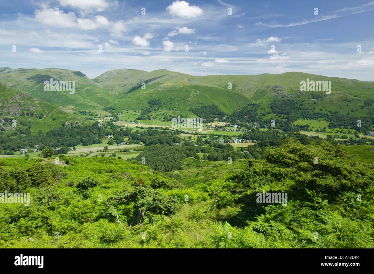 Juniper bushs growing above grasmere, Lake district, UK Stock Photo - Alamy