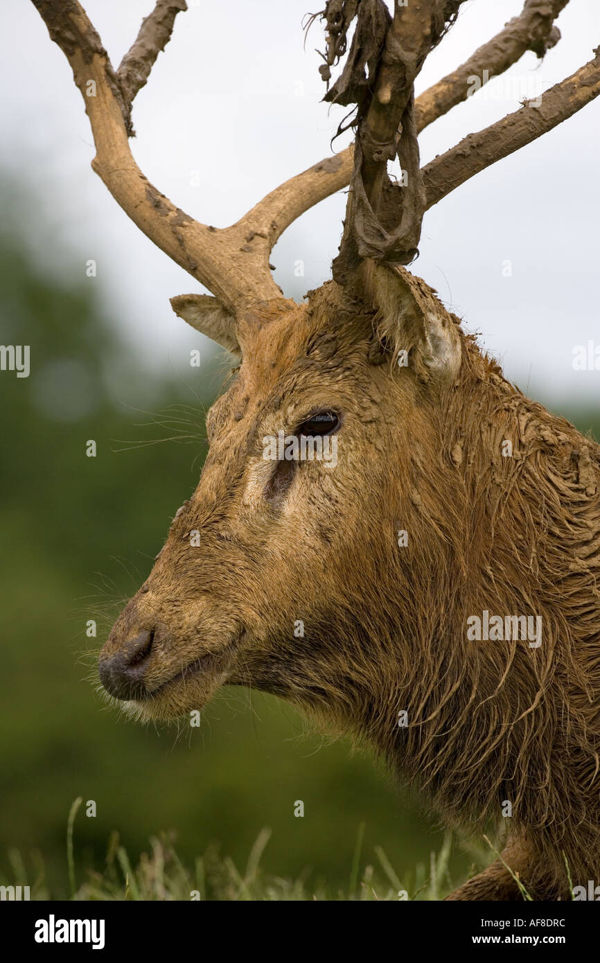 Pere david's deer woburn hi-res stock photography and images - Alamy